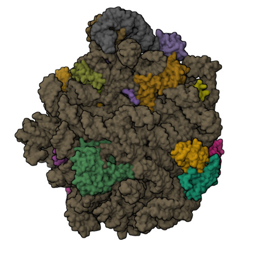 RCSB PDB - 7TTW: 50S ribosomal subunit from Staphylococcus aureus ...