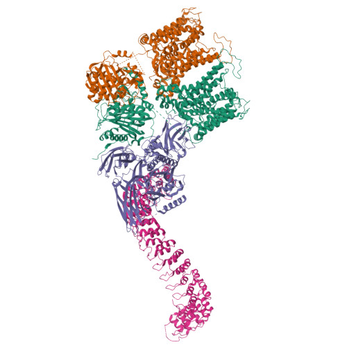 RCSB PDB - 7TW3: Cryo-EM structure of human ankyrin complex (B2P1A1 ...