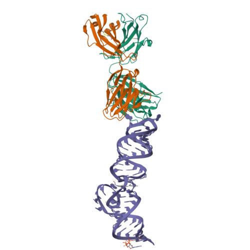 RCSB PDB - 7U0Y: Crystal structure of Pepper RNA aptamer in complex ...