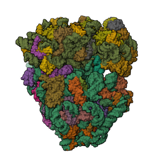 RCSB PDB - 7UCK: 80S translation initiation complex with ac4c(-1) mRNA ...
