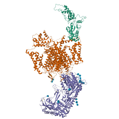 RCSB PDB - 7UHG: Human L-type voltage-gated calcium channel Cav1.3 at 3 ...