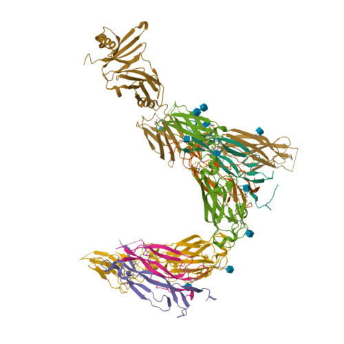 RCSB PDB - 7UWN: Structure of the IL-17A-IL-17RA-IL-17RC ternary complex