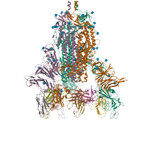 RCSB PDB - 7UZ7: Structure of the SARS-CoV-2 S 6P trimer in complex with the mouse antibody Fab ...
