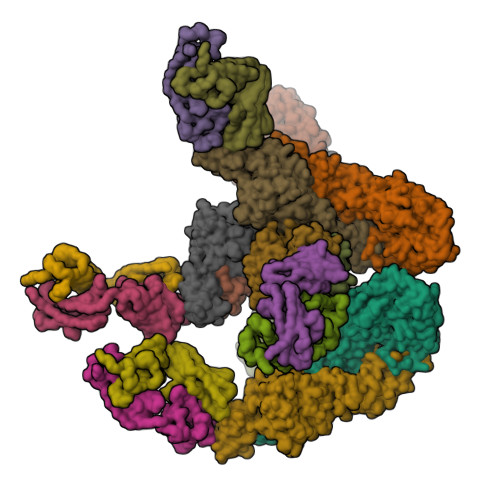 RCSB PDB - 7V0N: Cryo-EM structure of SINV/EEEV in complex with Fab ...