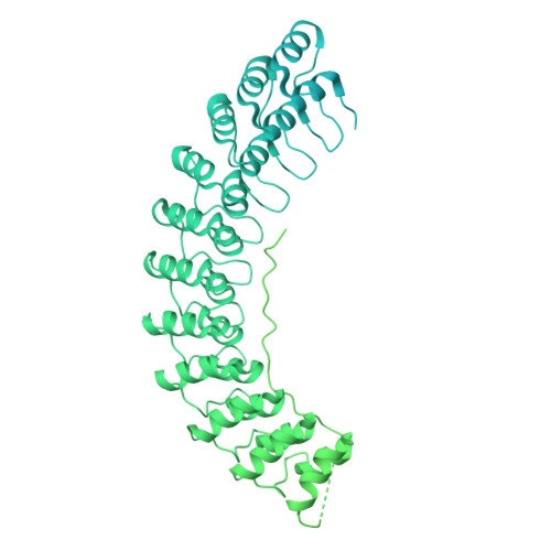 RCSB PDB - 7V0X: Local refinement of ankyrin-1 (C-terminal half), class ...