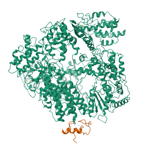 RCSB PDB - 7VH1: Cryo-EM structure of Machupo virus dimeric L-Z complex
