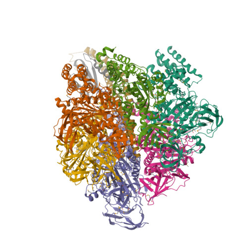 RCSB PDB - 7VW7: Crystal structure of the 2 ADP-AlF4-bound V1 complex