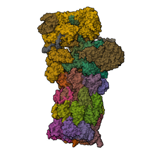 RCSB PDB - 7W3B: Structure of USP14-bound human 26S proteasome in ...