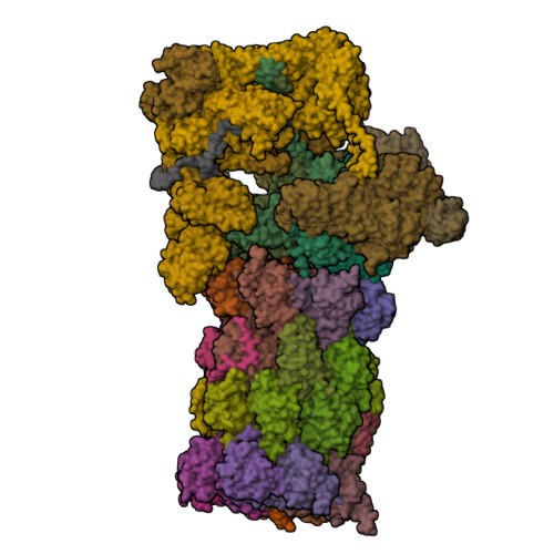 RCSB PDB - 7W3H: Structure of USP14-bound human 26S proteasome in ...