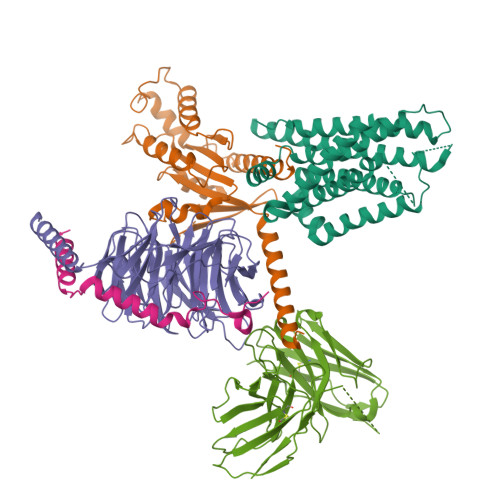 RCSB PDB - 7WZ4: Structure of an orphan GPCR-G protein signaling complex