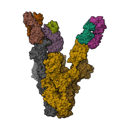 RCSB PDB - 7X25: MERS-CoV spike complex with S41 neutralizing antibody ...