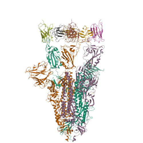 RCSB PDB - 7XD2: SARS-CoV-2 S ectodomain trimer in complex with neutralizing antibody 10-5B
