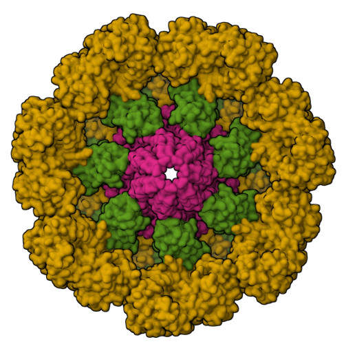 RCSB PDB - 7XDI: Tail structure of bacteriophage SSV19