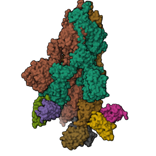 RCSB PDB - 7XJ6: SARS-CoV-2 BA.1 Spike trimer in complex with 55A8 Fab ...