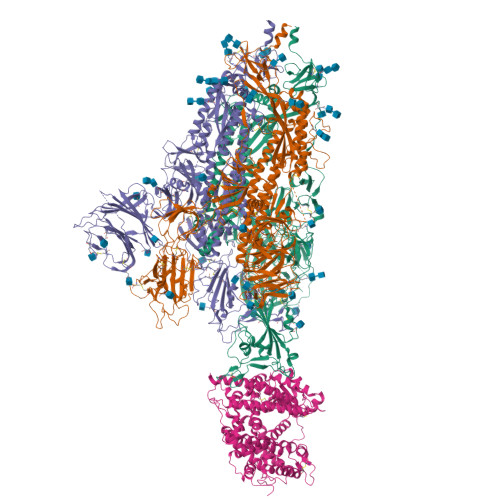 RCSB PDB - 7Y9Z: Cryo-EM structure of SARS-CoV-2 Omicron spike protein (S-6P-RRAR) in complex ...