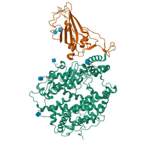 RCSB PDB - 7YA1: Cryo-EM structure of hACE2-bound SARS-CoV-2 Omicron spike protein with L371S ...