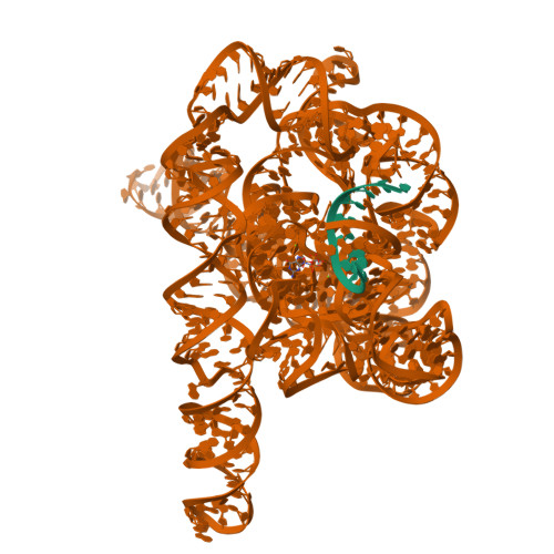 RCSB PDB - 7YCH: Cryo-EM structure of Tetrahymena ribozyme conformation ...