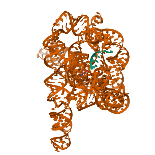 RCSB PDB - 7YCI: Cryo-EM structure of Tetrahymena ribozyme conformation ...
