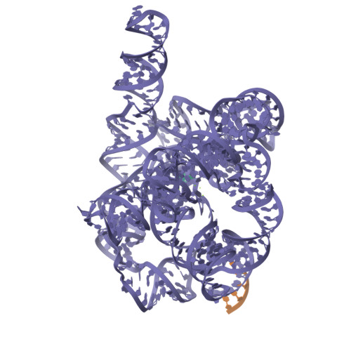 RCSB PDB - 7YG8: Cryo-EM structure of Tetrahymena ribozyme conformation ...