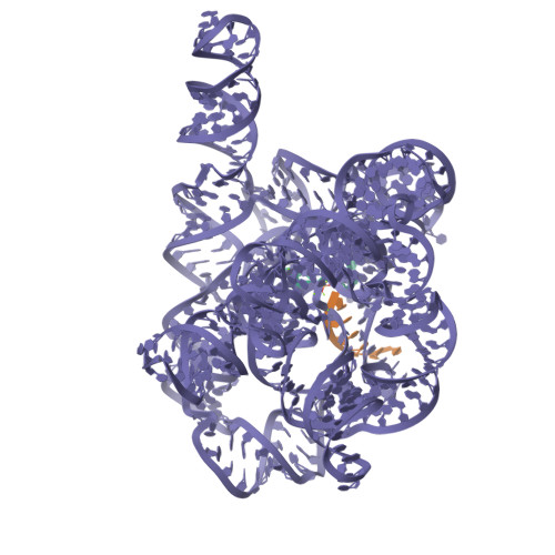 RCSB PDB - 7YG9: Cryo-EM structure of Tetrahymena ribozyme conformation ...