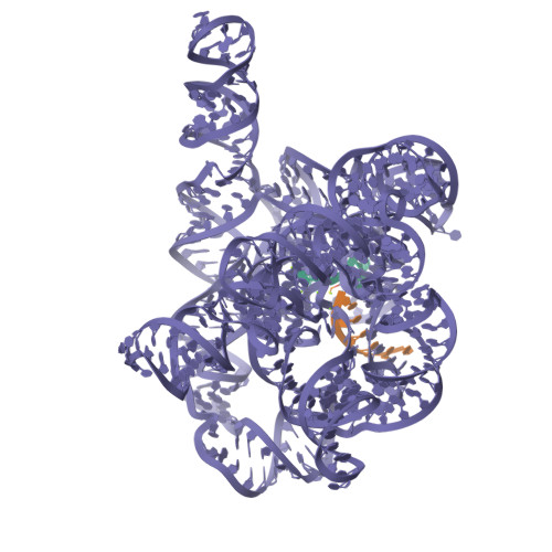 RCSB PDB - 7YGA: Cryo-EM structure of Tetrahymena ribozyme conformation ...