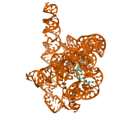 RCSB PDB - 7YGB: Cryo-EM structure of Tetrahymena ribozyme conformation ...