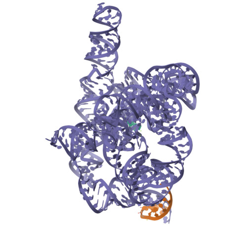 RCSB PDB - 7YGC: Cryo-EM structure of Tetrahymena ribozyme conformation ...