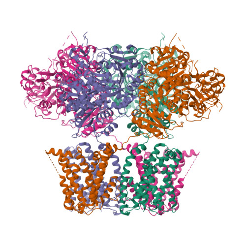 RCSB PDB - 7YO2: Cryo-EM structure of RCK1-RCK2 mutated human Slo1 apo