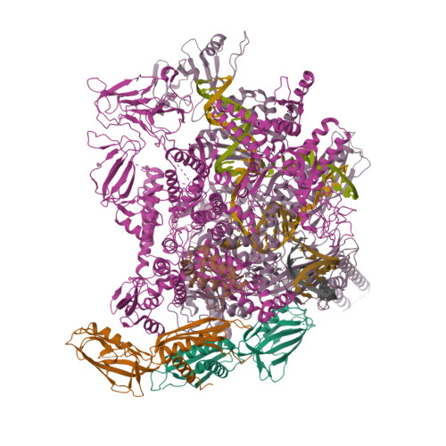 RCSB PDB - 7YPA: Cryo-EM structure of Escherichia coli hairpin-nucleation complex of ...