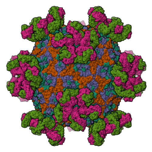 RCSB PDB - 7YRH: Cryo-EM structure of compact coxsackievirus A16 empty ...