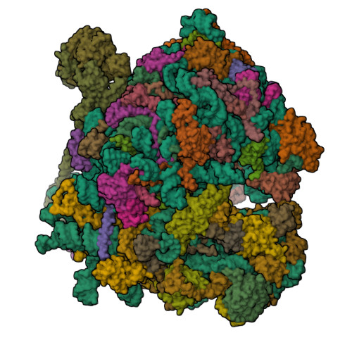 RCSB PDB - 7Z3O: Cryo-EM structure of the ribosome-associated RAC ...