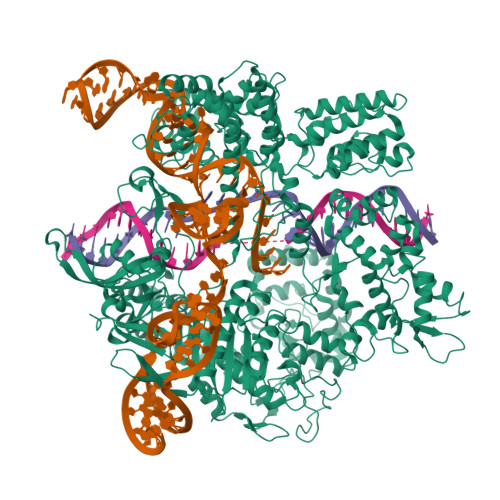 RCSB PDB - 7Z4E: SpCas9 bound to 8-nucleotide complementary DNA substrate