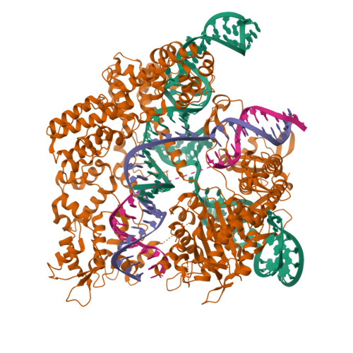 RCSB PDB - 7Z4G: SpCas9 bound to 12-nucleotide complementary DNA substrate