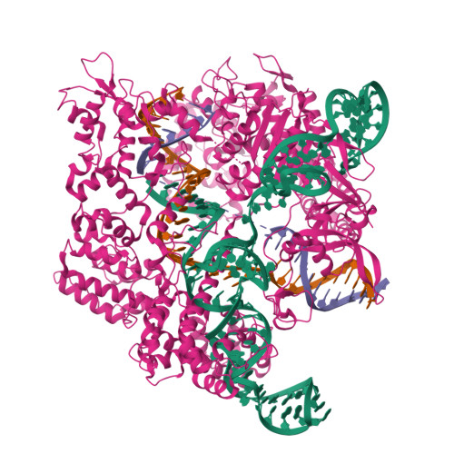 RCSB PDB - 7Z4H: SpCas9 bound to 14-nucleotide complementary DNA substrate