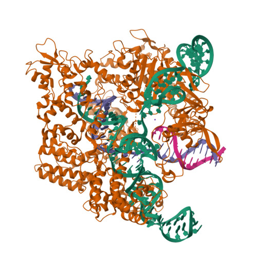 RCSB PDB - 7Z4L: SpCas9 bound to 18-nucleotide complementary DNA ...