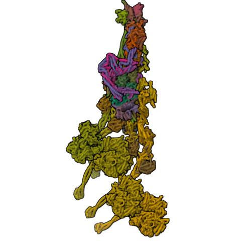 RCSB PDB - 7Z8F: Composite structure of dynein-dynactin-BICDR on ...