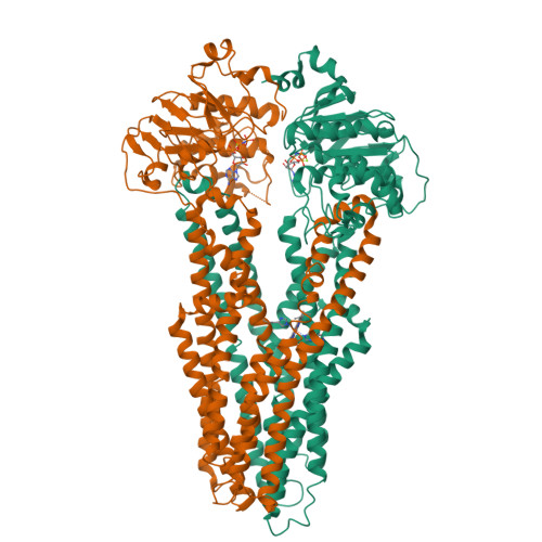 RCSB PDB - 7ZDL: IF(heme/coordinated) conformation of CydDC in AMP-PNP ...