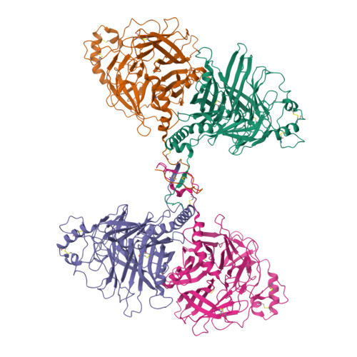 RCSB PDB - 7ZNY: Cryo-EM structure of the canine distemper virus ...