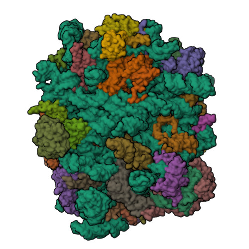 RCSB PDB - 7ZS5: Structure of 60S ribosomal subunit from S. cerevisiae ...