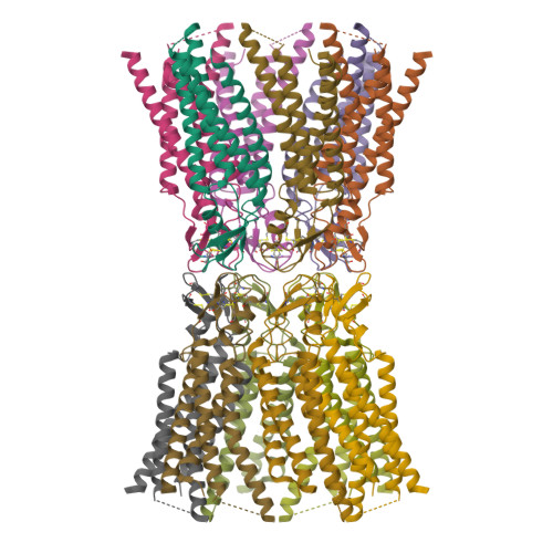 RCSB PDB - 7ZXO: cryo-EM structure of Connexin 32 gap junction channel