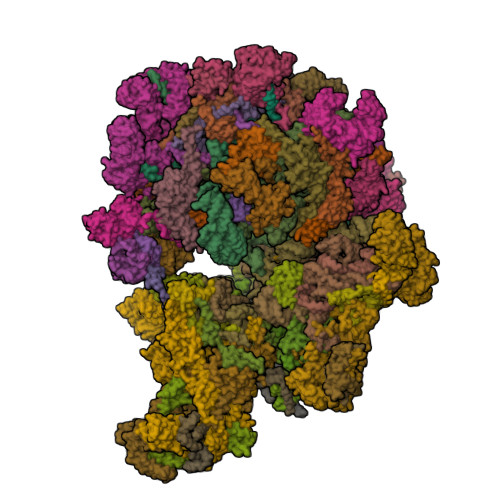 RCSB PDB - 8A22: Structure of the mitochondrial ribosome from ...