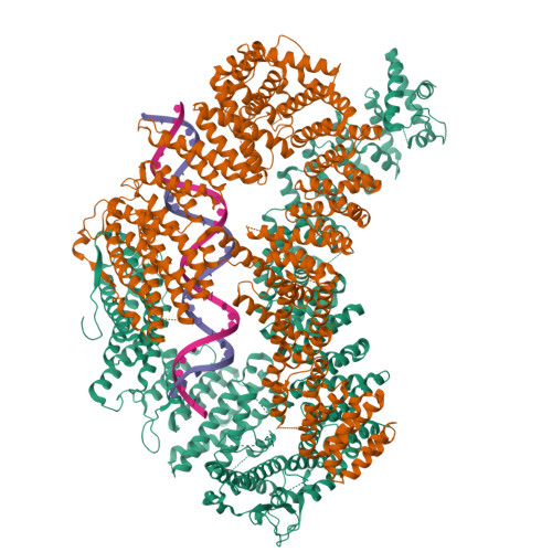 RCSB PDB - 8A2Q: Structure of the DNA-bound FANCD2-FANCI complex ...