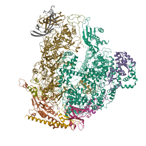 RCSB PDB - 8A43: Human RNA polymerase I