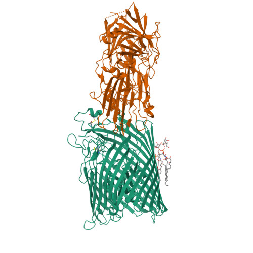 RCSB PDB - 8A8C: T5 phage receptor-binding protein pb5 bound to ...