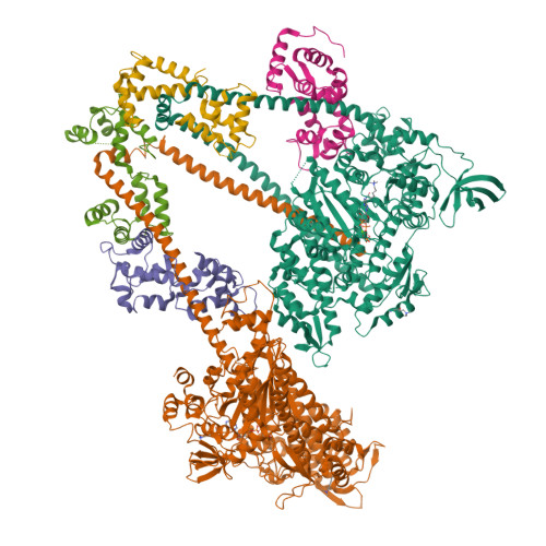 RCSB PDB - 8ACT: structure of the human beta-cardiac myosin folded-back ...