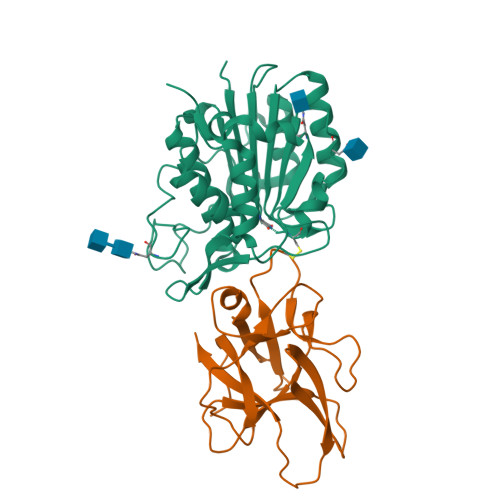 RCSB PDB - 8AE4: Crystal structure of human legumain in complex with ...
