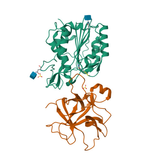 RCSB PDB - 8AE5: Crystal structure of human legumain in complex with ...