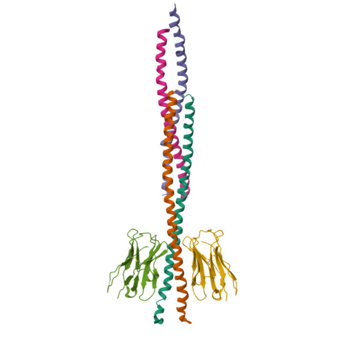RCSB PDB - 8AFL: Cryo-EM structure of crescentin filaments (wildtype ...
