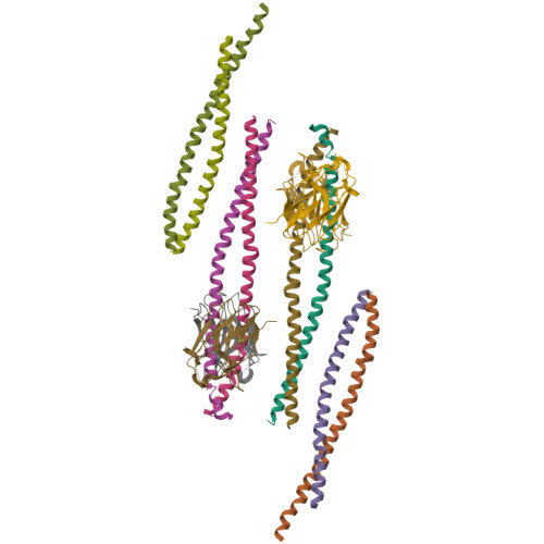 RCSB PDB - 8AFM: Cryo-EM structure of crescentin filaments (wildtype ...