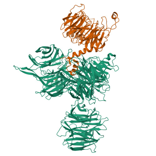 RCSB PDB - 8AJN: Structure of the human DDB1-DCAF12 complex